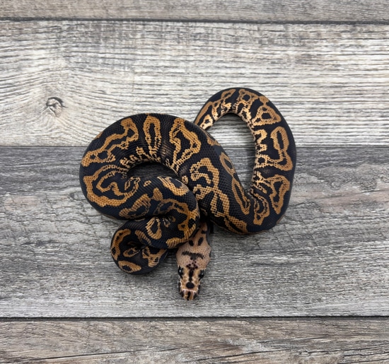 Black Pastel Acid Fire Spotnose Clown Ball Python by CTH Reptiles