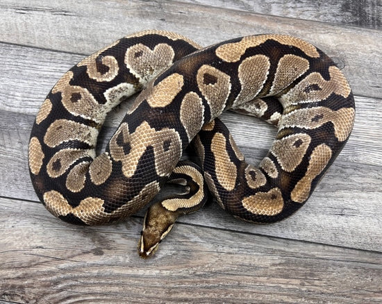 Fire Het DG Ball Python by CTH Reptiles