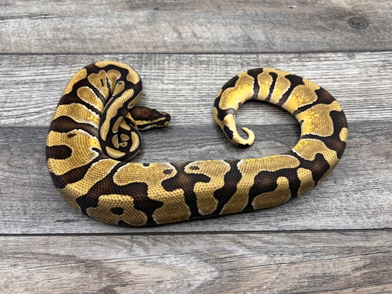 Enchi TH DG VPI Ax Clown Ball Python by CTH Reptiles