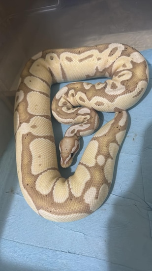 Banana Axanthic Vpi Ball Python by B2B Reptiles