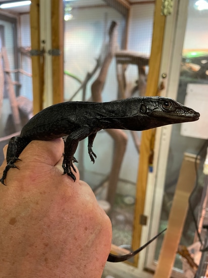 3 Captive Born Black Dragon Water Monitors by Chuck Tornetta Reptiles