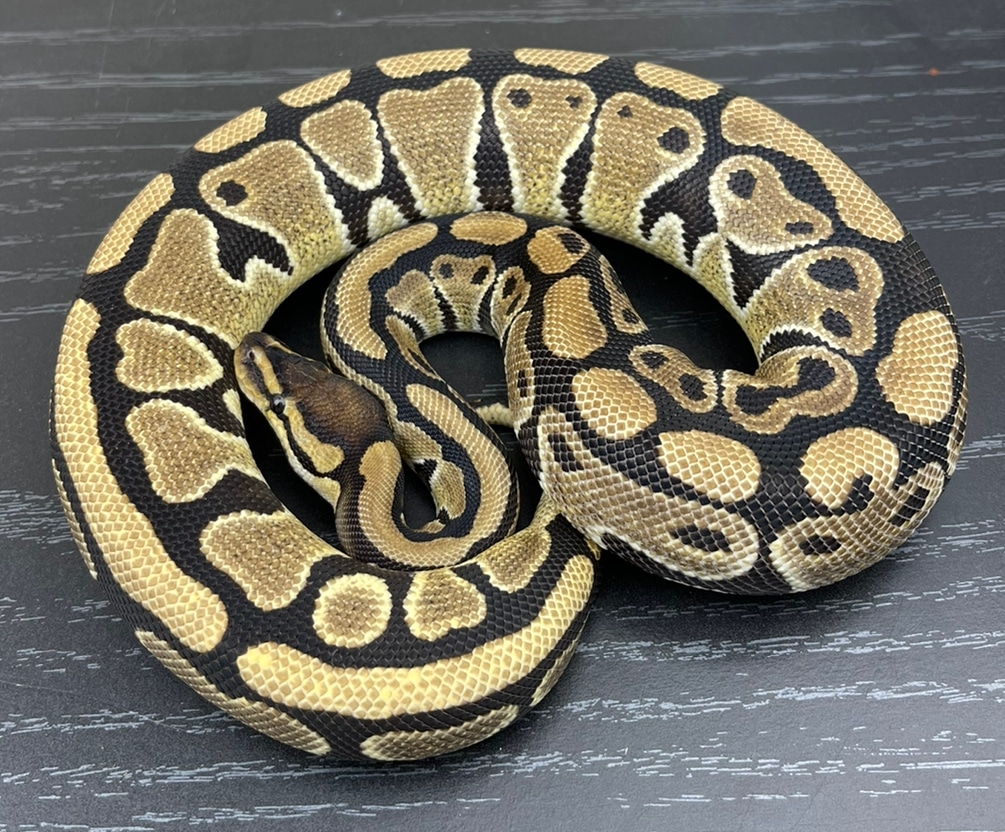 DH Clown Tri Stripe Ball Python by Chris Towers Reptiles - MorphMarket