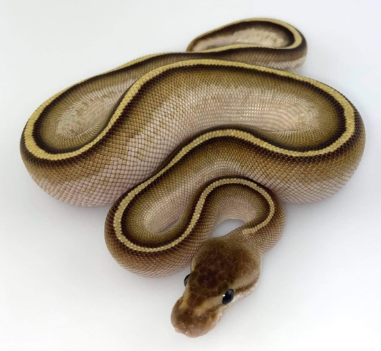 Super Cypress Ball Python by Chris Towers Reptiles