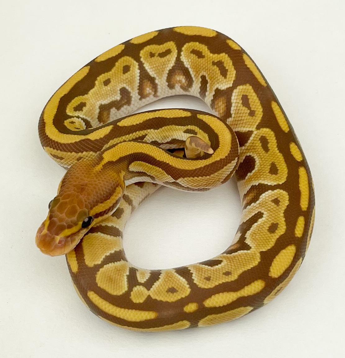 Bongo Ultramel Ball Python by Chris Towers Reptiles - MorphMarket