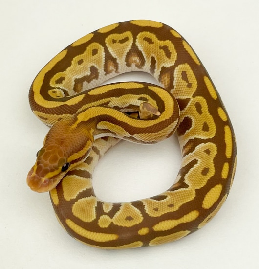 Bongo Ultramel Ball Python by Chris Towers Reptiles