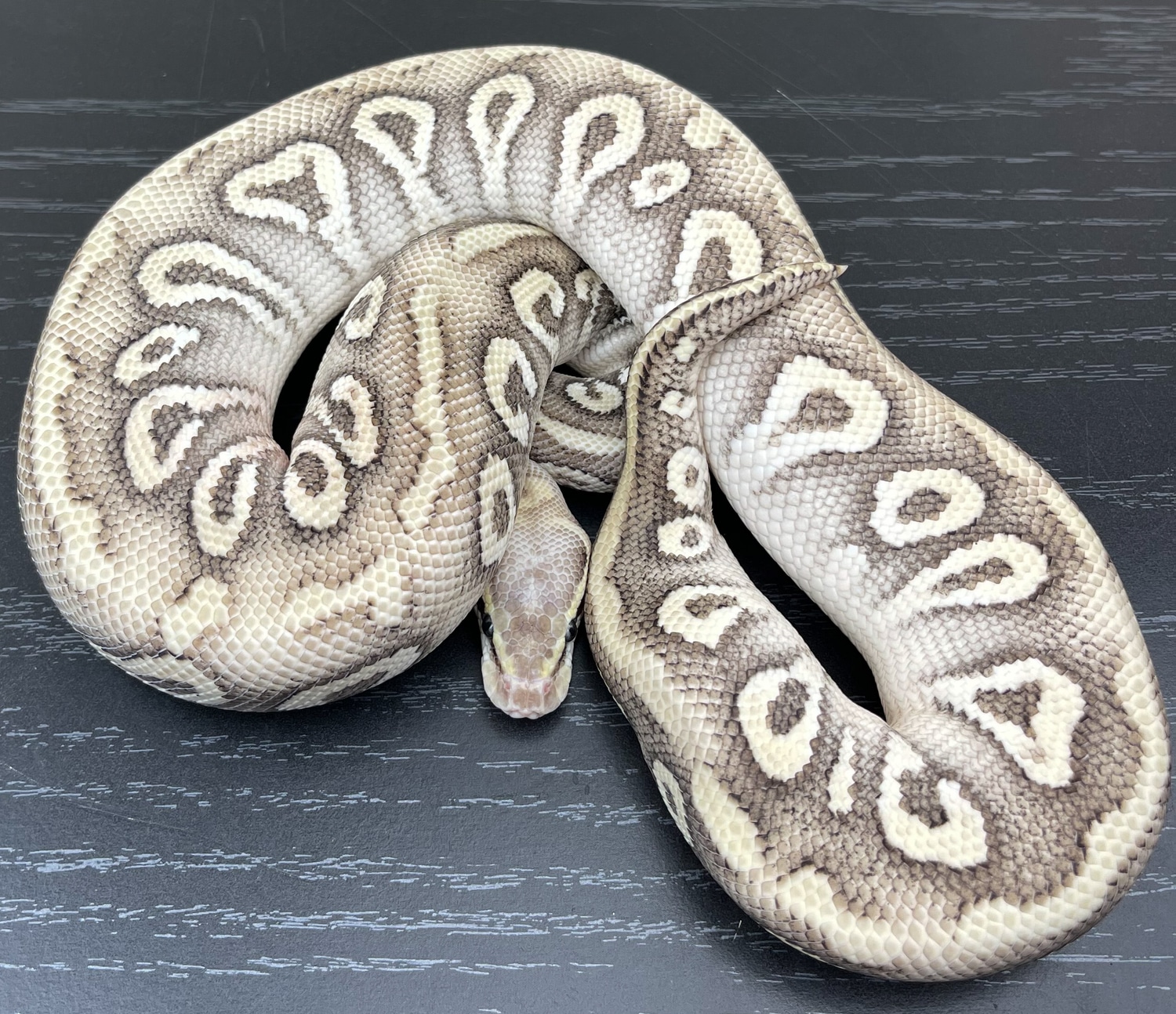 Super Phantom Pastel Pos Het Clown/Toffee/Albino Ball Python by Chris ...