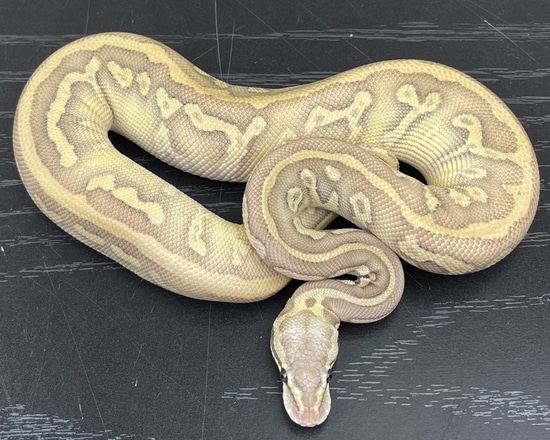 Leopard Special Phantom Pastel Het Clown Ball Python by Chris Towers ...
