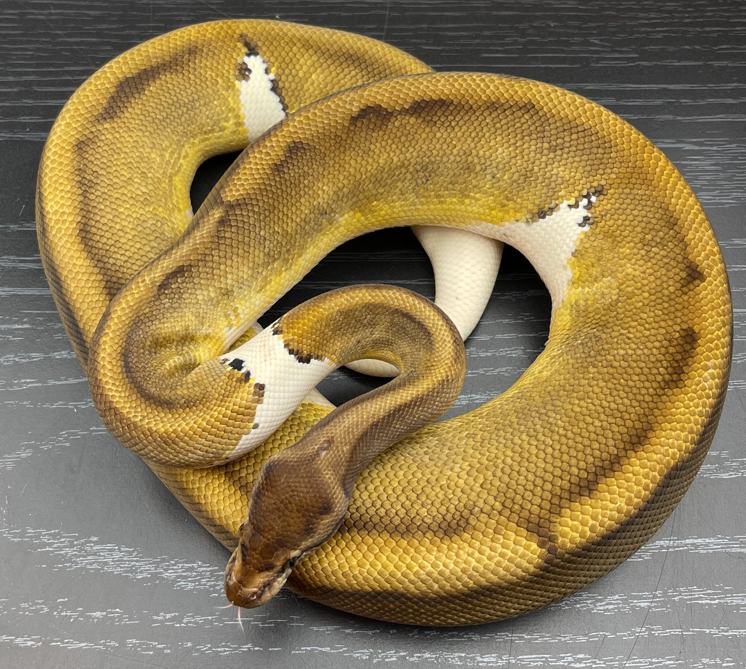 HGW Pied Het Ultramel Ball Python by Chris Towers Reptiles - MorphMarket