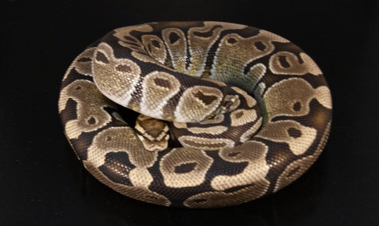 Normal Ball Python by Digerati Ball Pythons