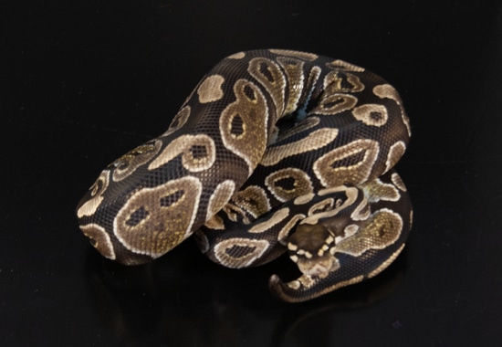 Normal Ball Python by Digerati Ball Pythons