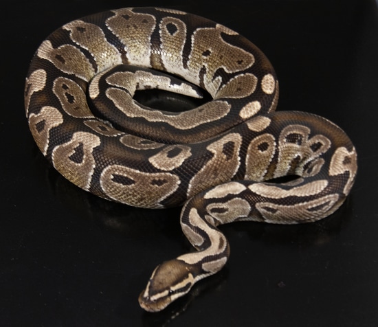 Normal Ball Python by Digerati Ball Pythons