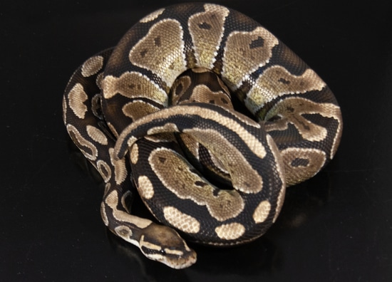 Normal Ball Python by Digerati Ball Pythons