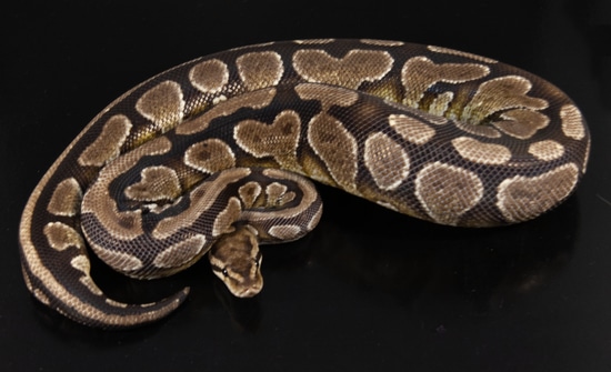 Granite Ball Python by Digerati Ball Pythons
