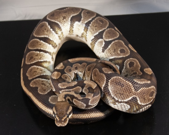 Granite Ball Python by Digerati Ball Pythons