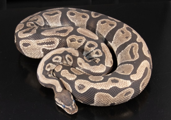Normal Ball Python by Digerati Ball Pythons
