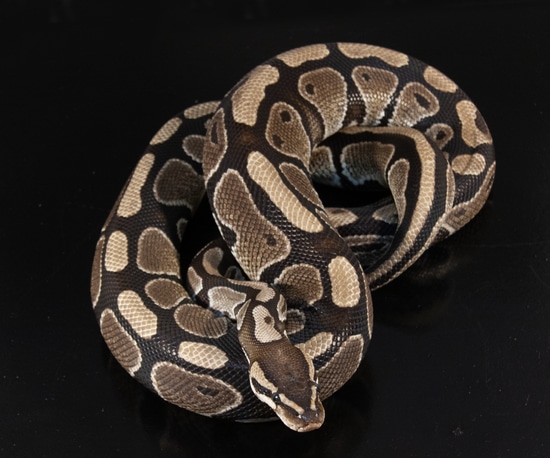 Normal Ball Python by Digerati Ball Pythons