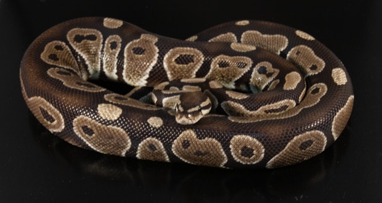 Normal Ball Python by Digerati Ball Pythons