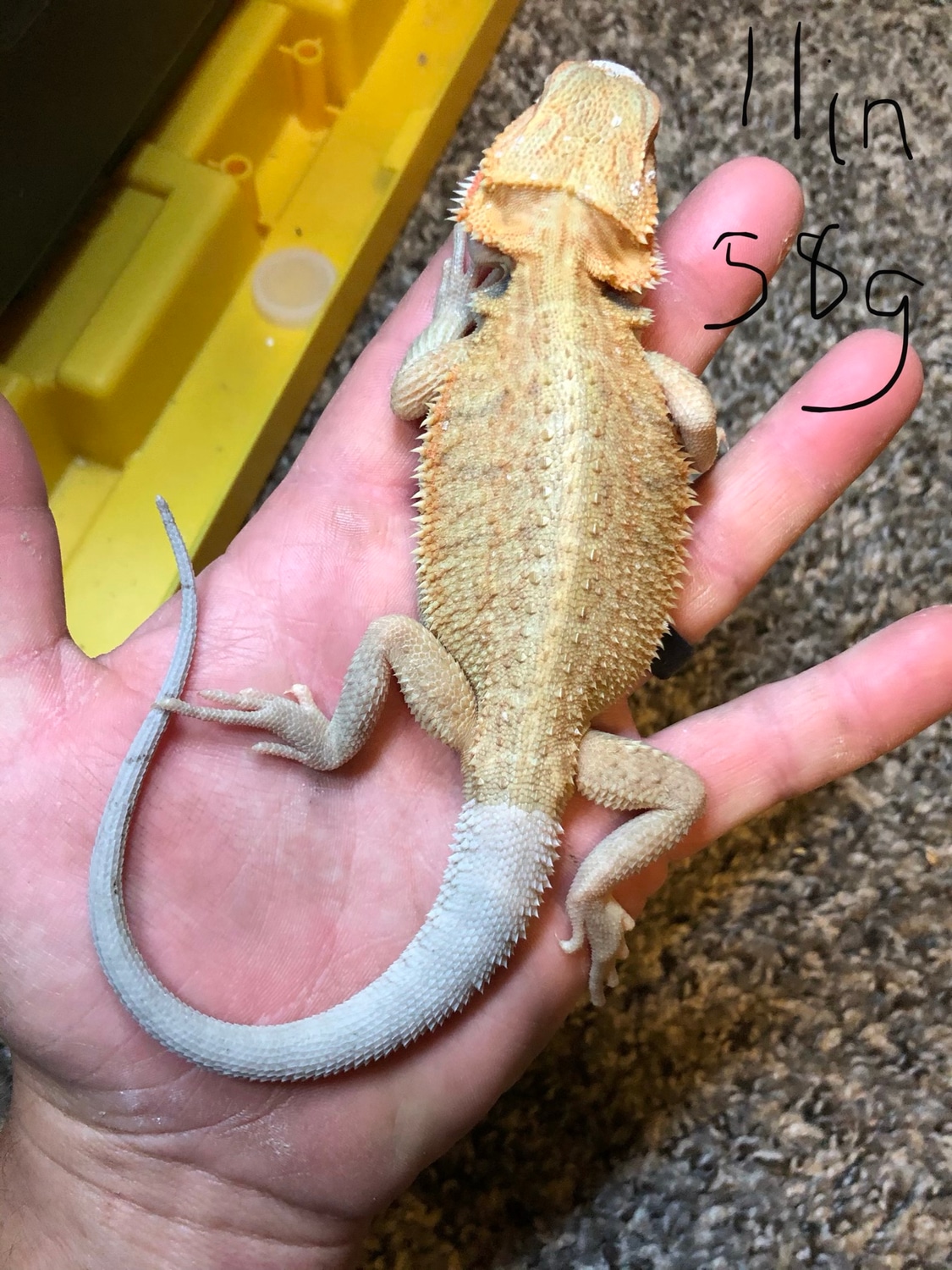 Citrus Hypo Translucent 100% Het Zero Central Bearded Dragon by CT’s ...