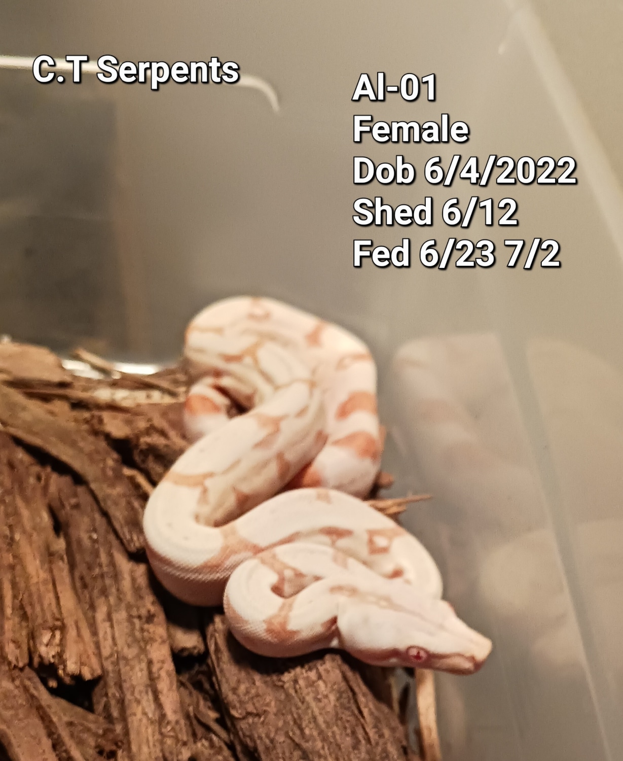 Albino Red Tail Boa Boa Constrictor by C.T Serpents - MorphMarket