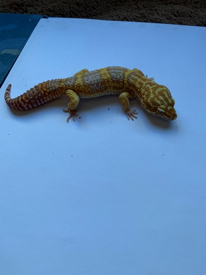 Tremper Leopard Gecko by Chris’s leopard geckos