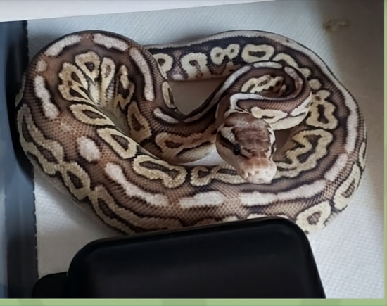Russo Pewter Pos Het Albino Ball Python by Twisted Genetics Ball Pythons