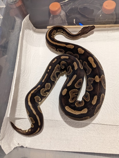 Scaleless Head Cinnamon Ball Python by Yellow Rose Reptiles LLC - MorphMarket