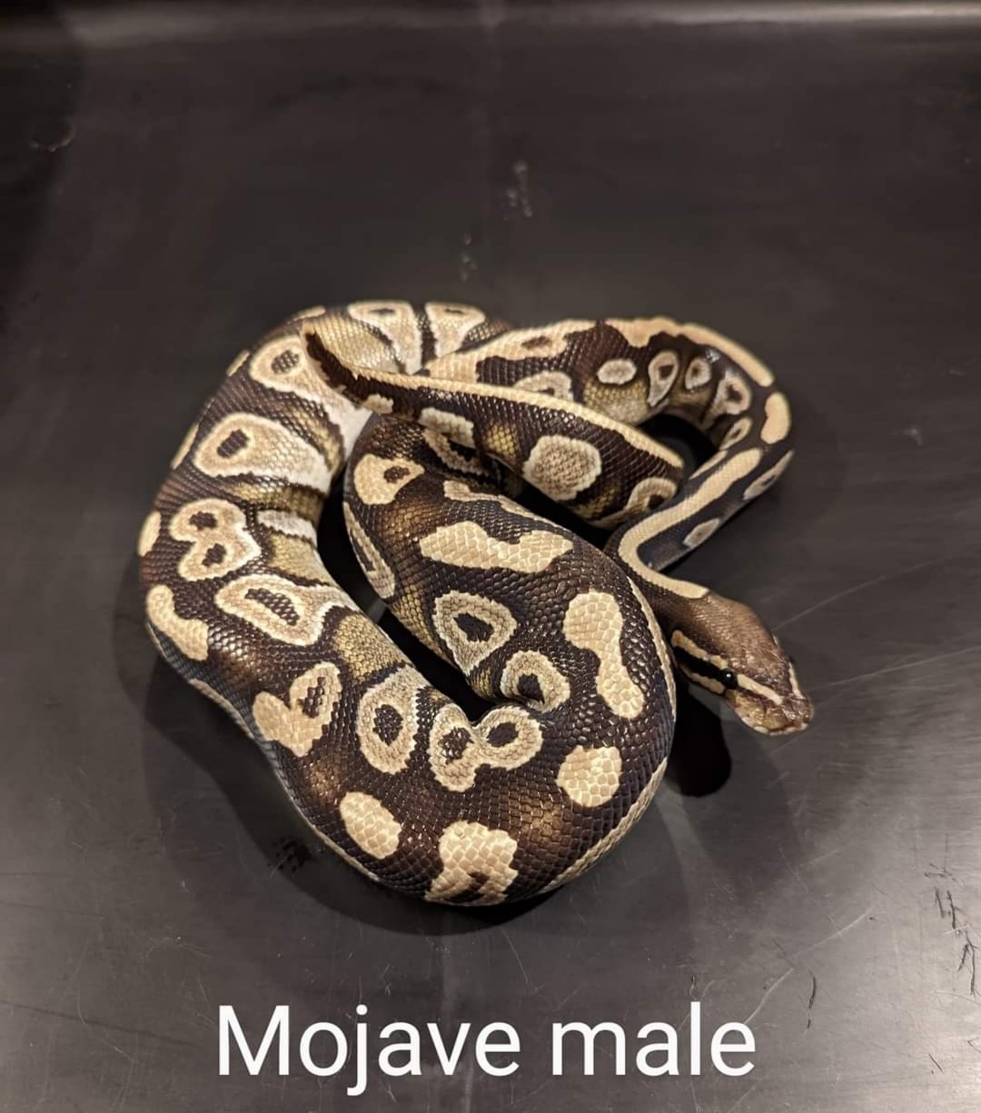 Mojave Ball Python by Yellow Rose Reptiles LLC - MorphMarket