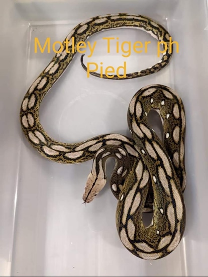 Motley Tiger Ph Pied Reticulated Python by Yellow Rose Reptiles LLC