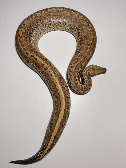 Batik Possible Genetic Striped Blood Python by BloodyDutch Blood Pythons