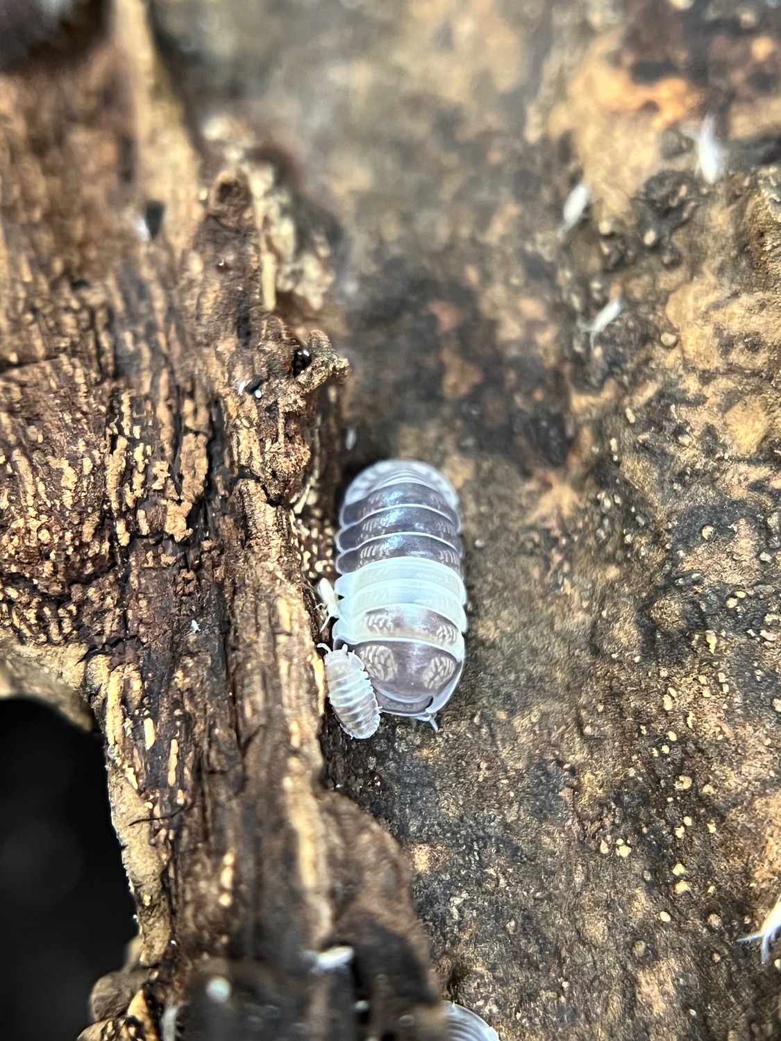 Cubaris Sp Panda King 12ct Isopod by Platinum Geckos - MorphMarket