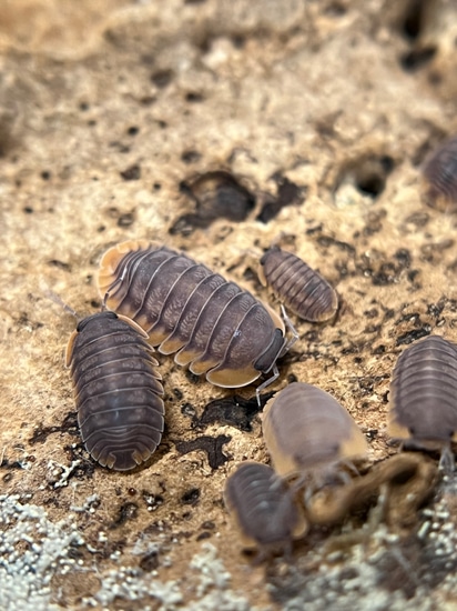 Cubaris Sp Red Edge 10ct Isopod by Earthborn Exotics