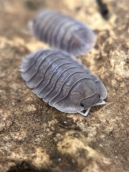 Cubaris Sp Soil 10ct Isopod by Earthborn Exotics