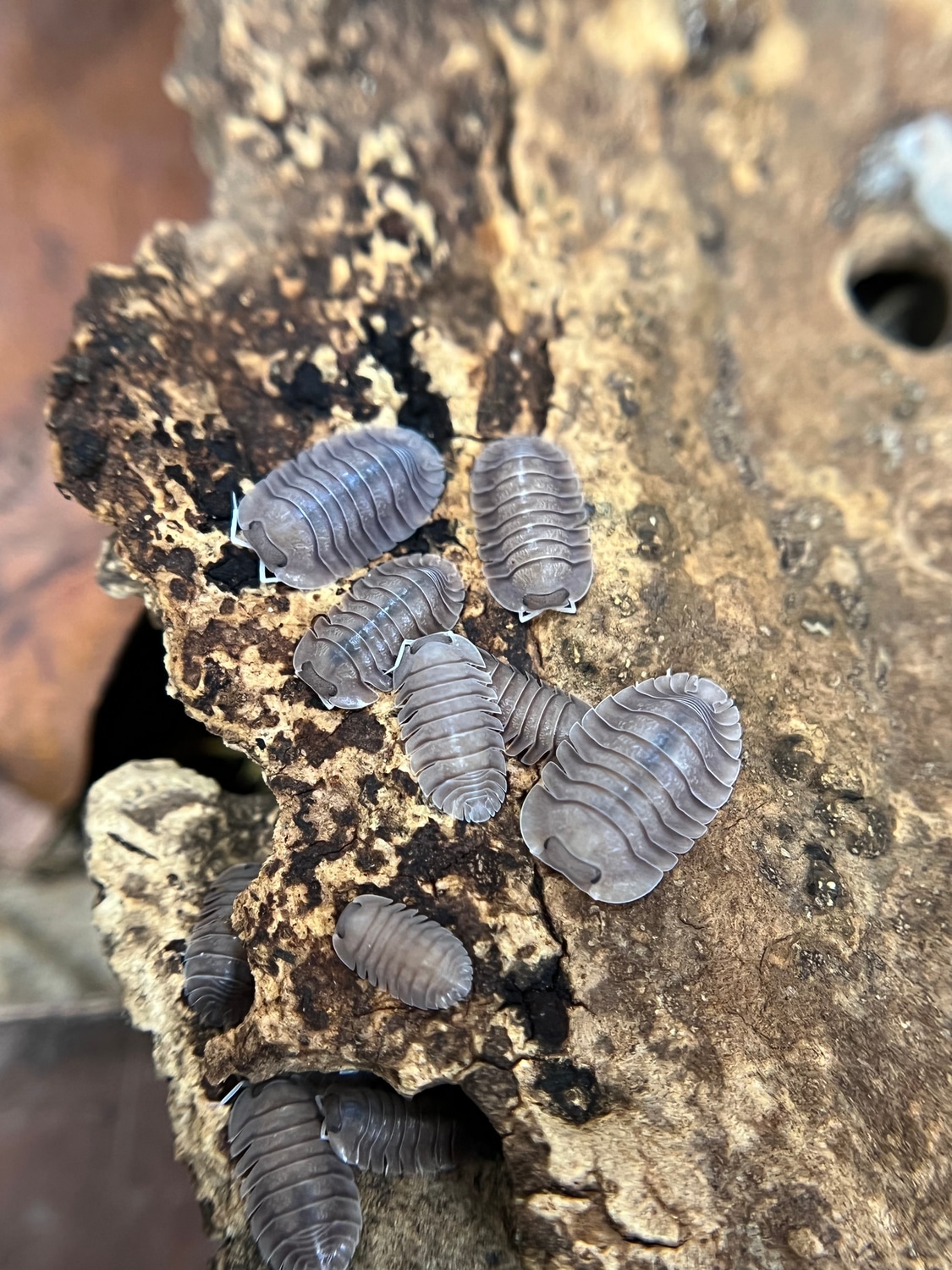 Cubaris Sp Soil 10ct Isopod by Platinum Geckos - MorphMarket