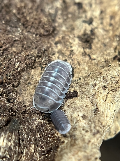 Cubaris Sp Penguin 10ct Isopod by Platinum Geckos - MorphMarket
