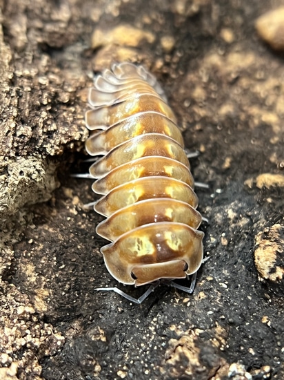 Isopoda Sp Dream 10ct by Earthborn Exotics