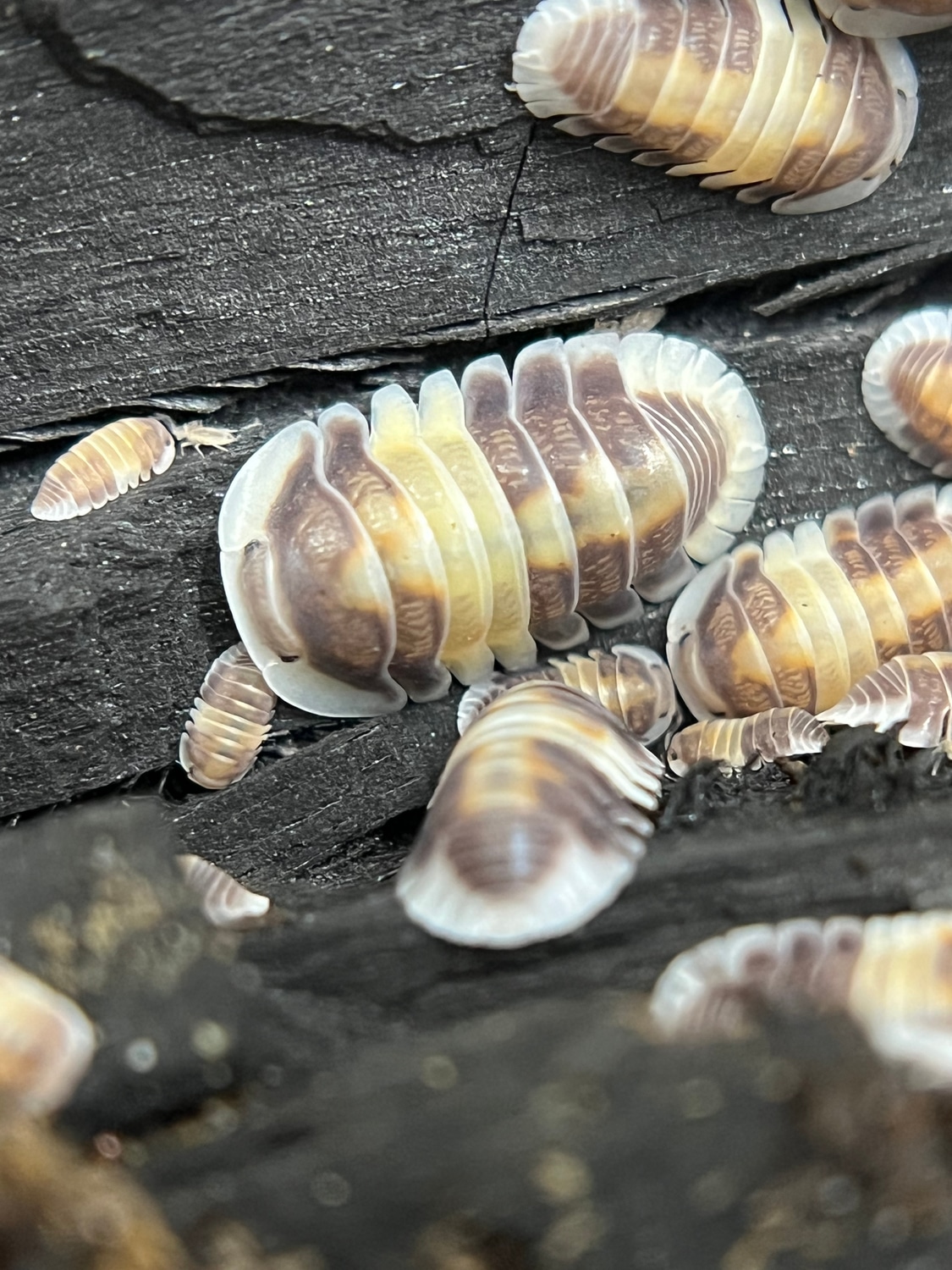 Cubaris Sp Cappuccino 5ct Isopod by Earthborn Exotics - MorphMarket