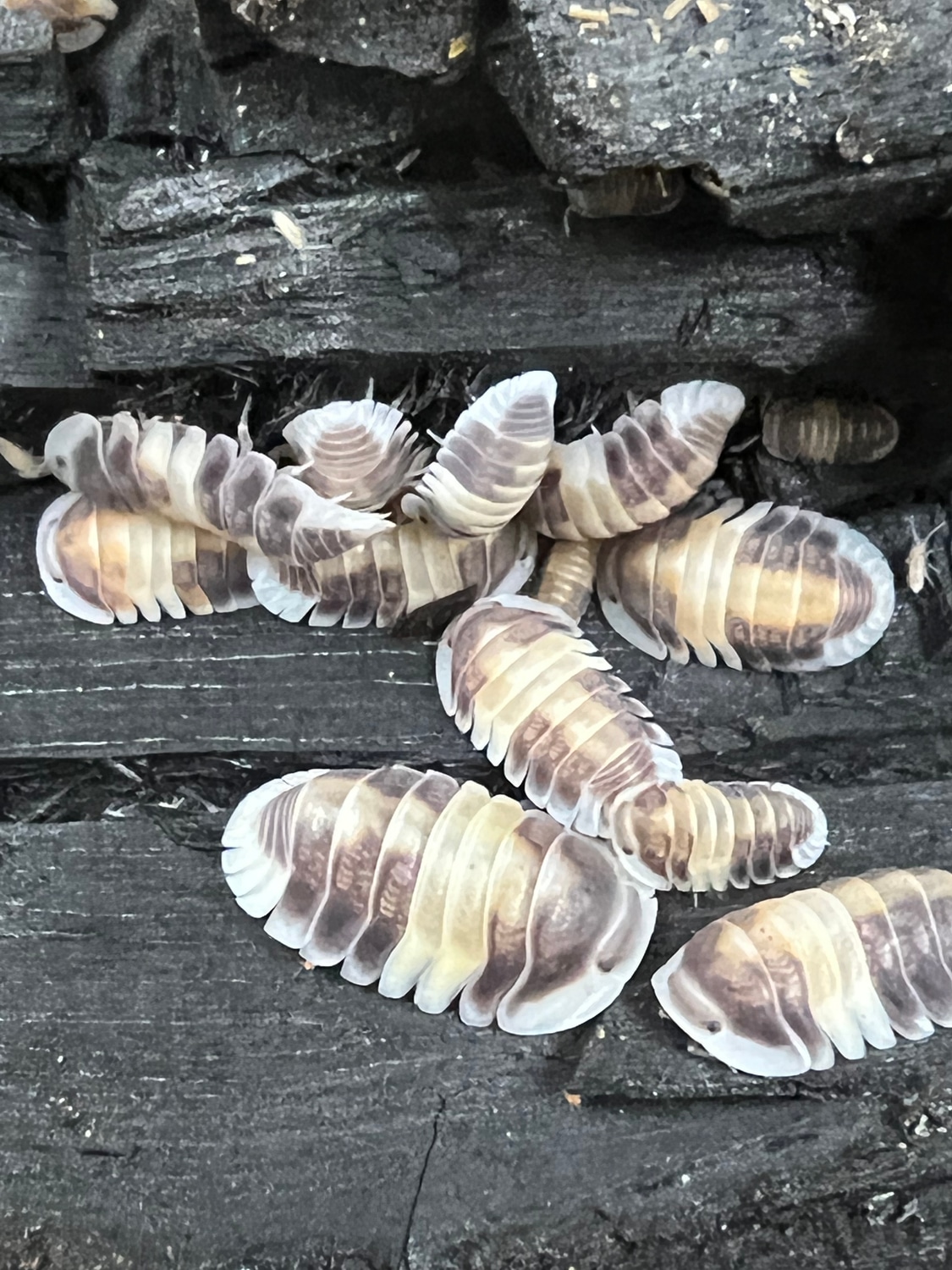 Cubaris Sp Cappuccino 5ct Isopod by Earthborn Exotics - MorphMarket