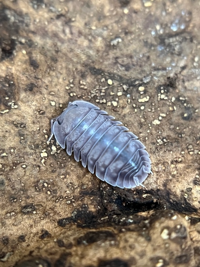 Nesodillo Arcangeli Silver Ghost 10ct Isopod by Earthborn Exotics