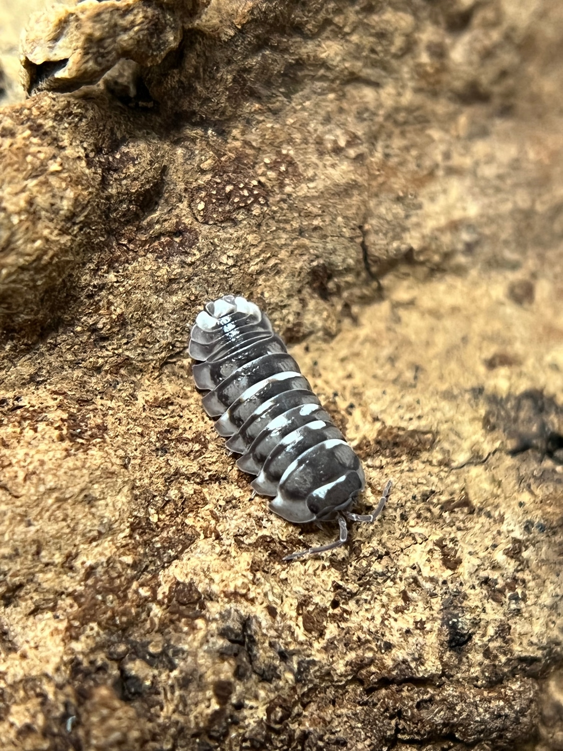 A. Corcyraeum Greek Spotted 10ct Isopod by Platinum Geckos - MorphMarket