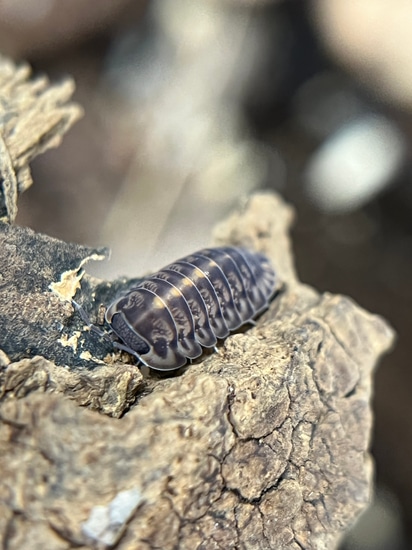 Cubaris Sp Platin Tung Song 10ct Isopod by Earthborn Exotics