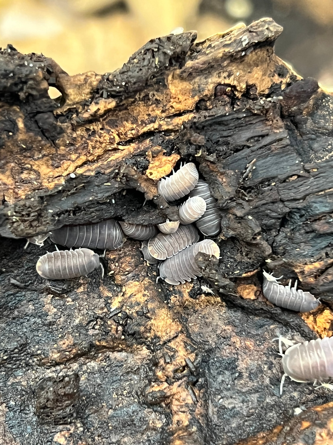 Cubaris Sp Borneo 10ct Isopod by Platinum Geckos - MorphMarket