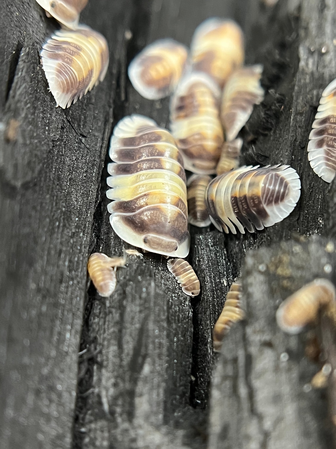 Cubaris Sp “Cappuccino” 10ct Isopod by Platinum Geckos - MorphMarket