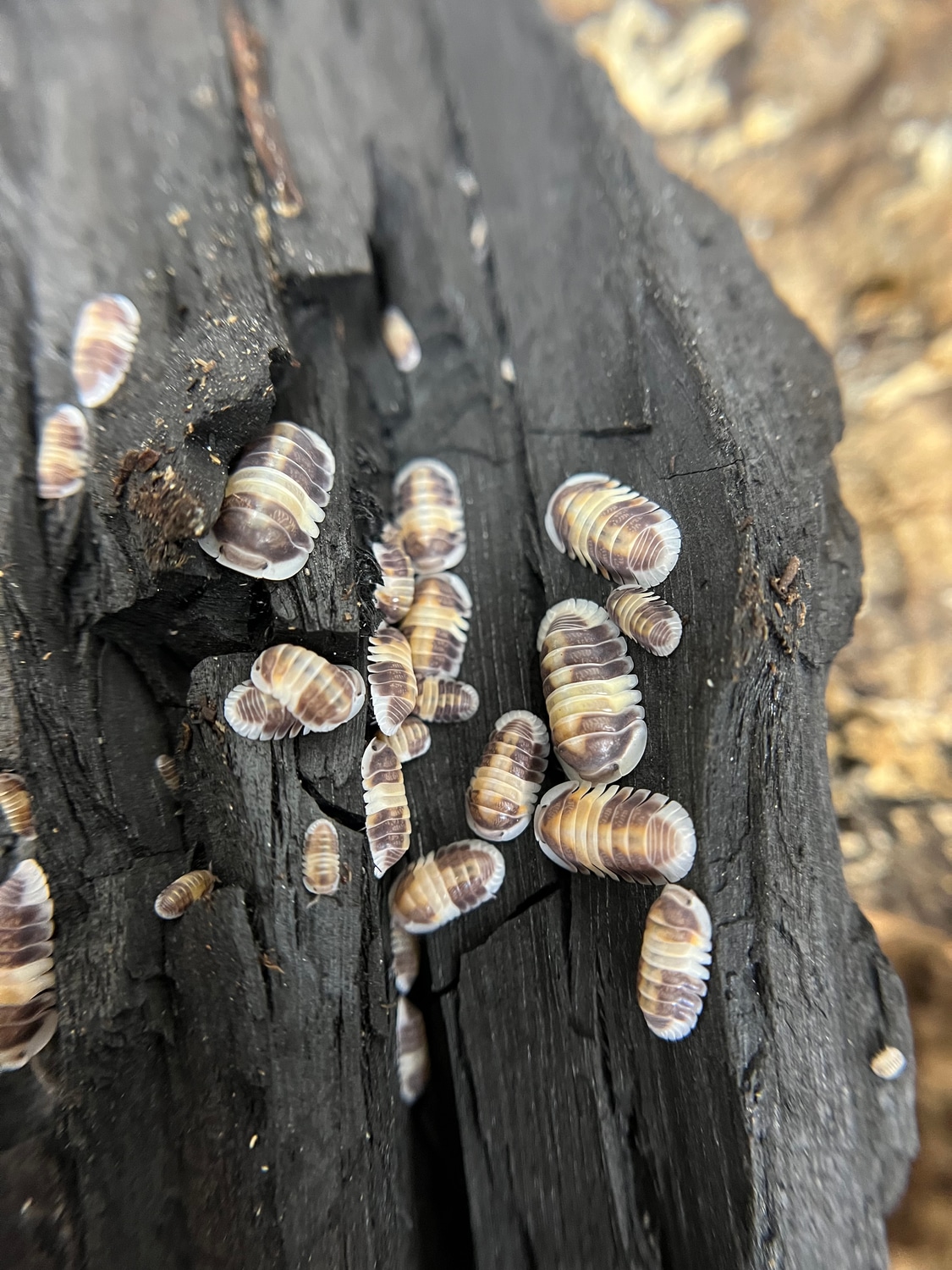 Cubaris Sp “Cappuccino” 10ct Isopod by Platinum Geckos - MorphMarket