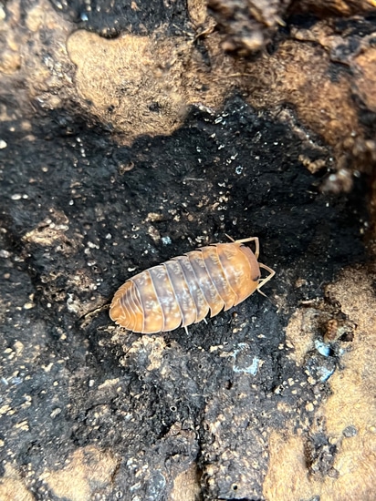 Merulanella Sp "Vietnam" 10ct Isopod by Earthborn Exotics