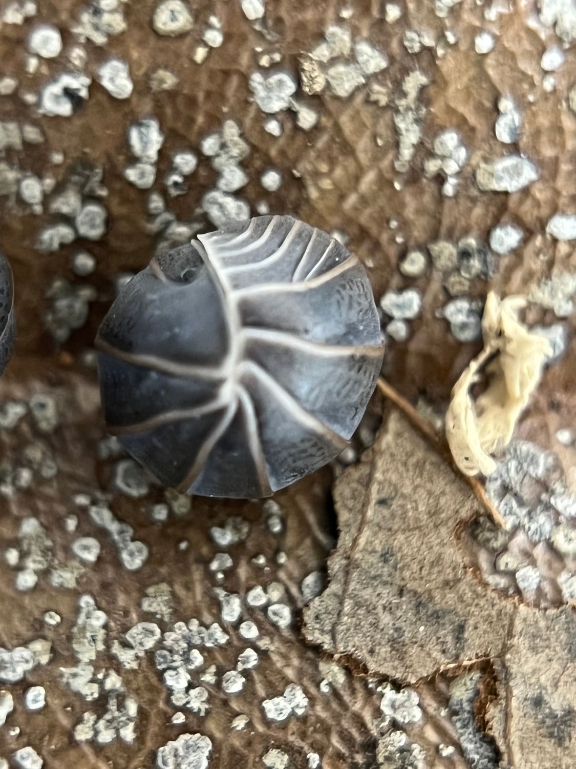 Armadillo Officinalis "Spain" 10ct Isopod by Platinum Geckos - MorphMarket