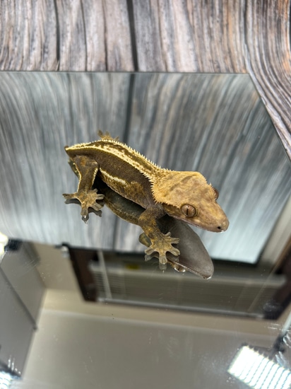 RTB Quad Stripe Crested Gecko by Earthborn Exotics