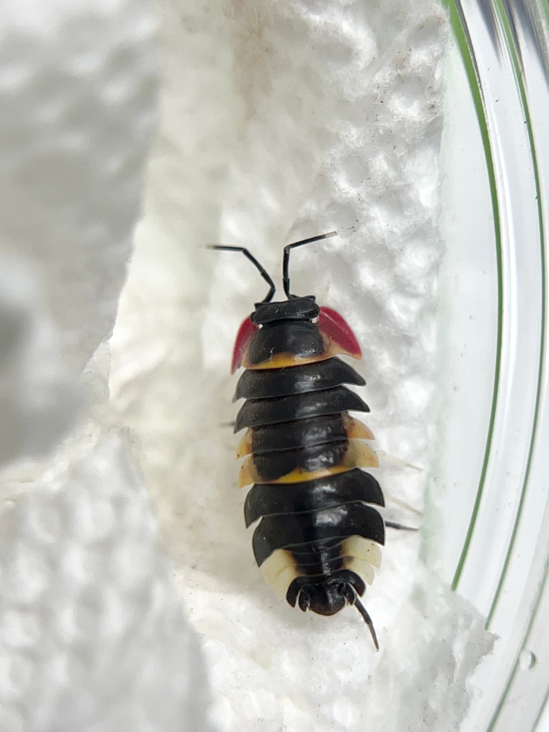 Merulanella Sp Quad-color Isopod by Earthborn Exotics - MorphMarket