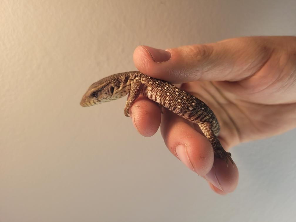 Savanah Monitors Savannah Monitor by Curiosity Zoo - MorphMarket