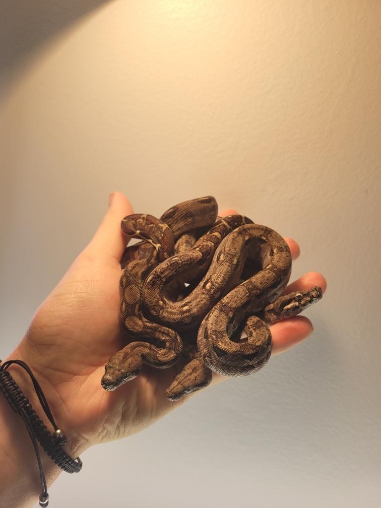 Nicaraguan Boas Boa Constrictor by Curiosity Zoo - MorphMarket