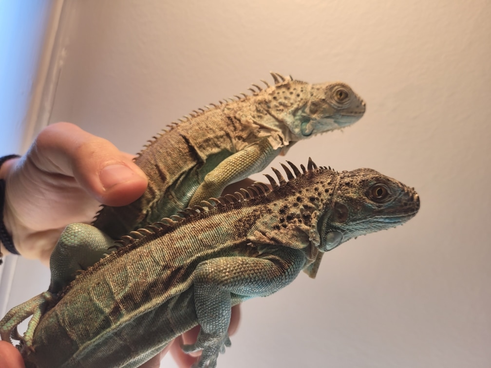 Young Blue Iguanas Green Iguana by Curiosity Zoo - MorphMarket
